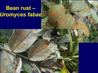 Wheat rust - Puccinia sp.. | PPT