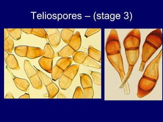 Wheat rust - Puccinia sp.. | PPT