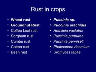 Wheat rust - Puccinia sp.. | PPT