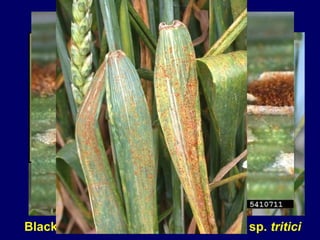 Wheat rust - Puccinia sp.. | PPT