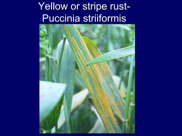 Wheat rust - Puccinia sp.. | PPT