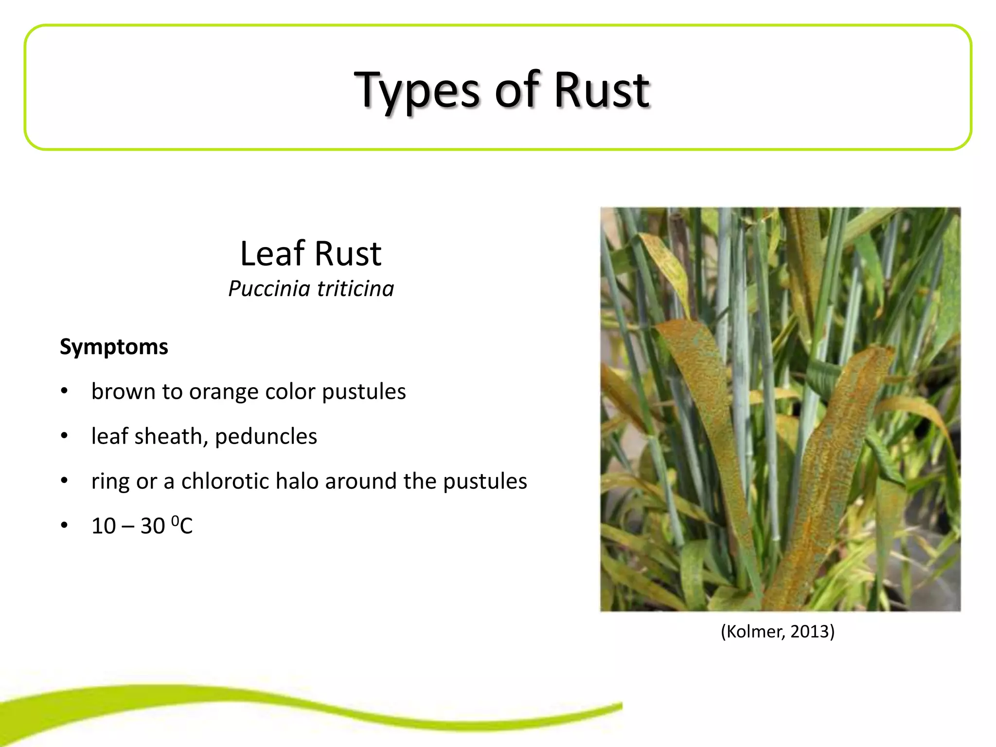 Wheat Rust Management | PPTX | Agriculture | Industries