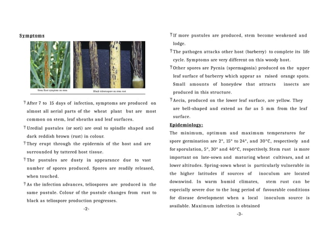 wheat rust Effect of rust on wheat-english.pptx