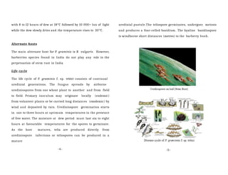 wheat rust Effect of rust on wheat-english.pptx