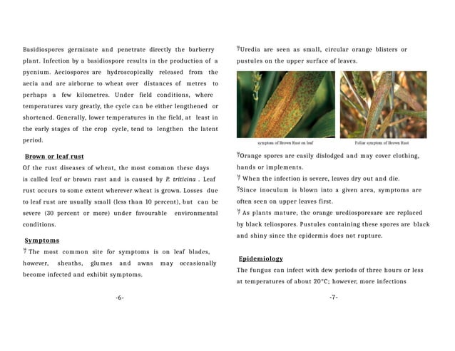wheat rust Effect of rust on wheat-english.pptx