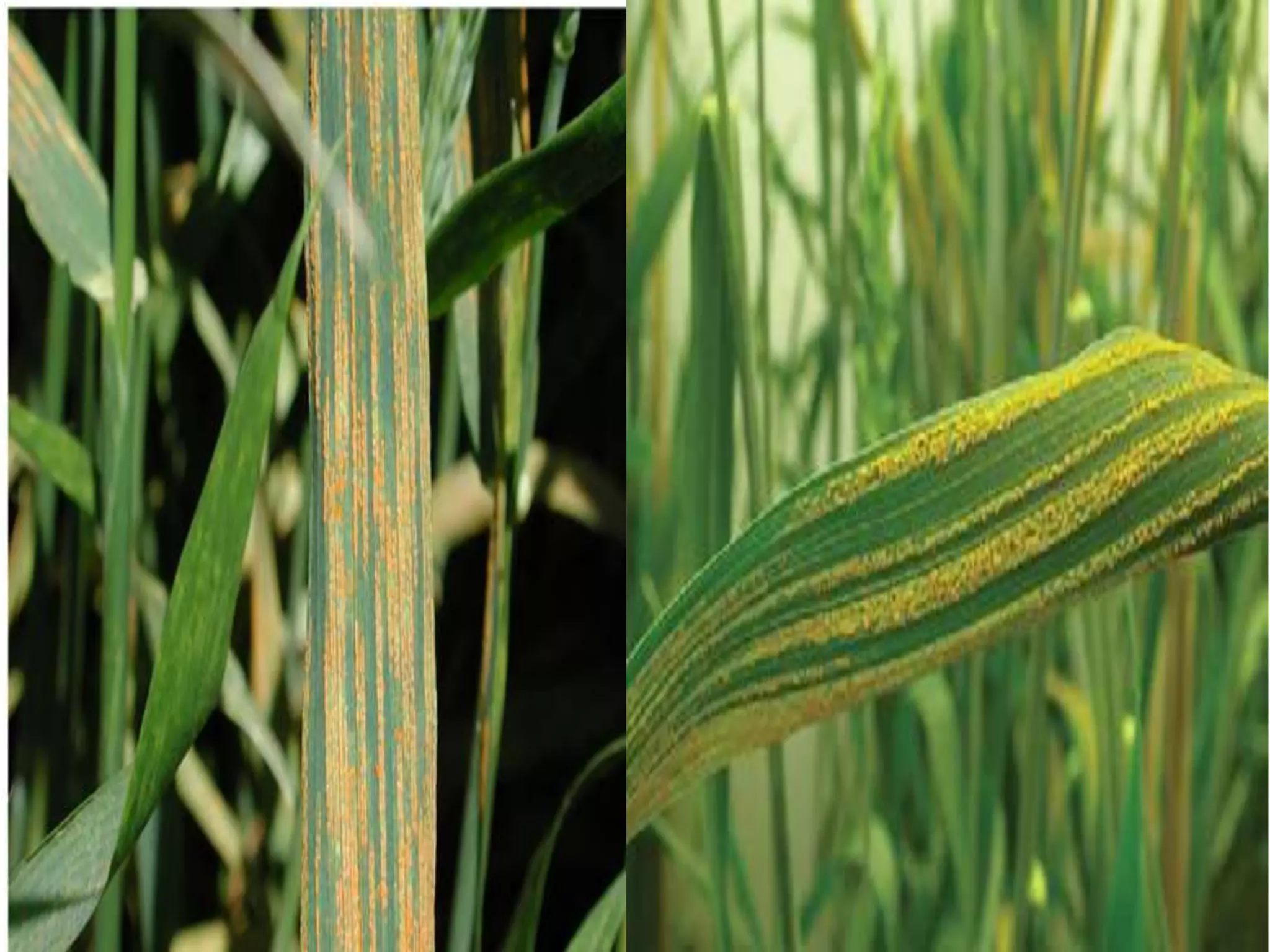 Wheat Rust Latest Ppt
