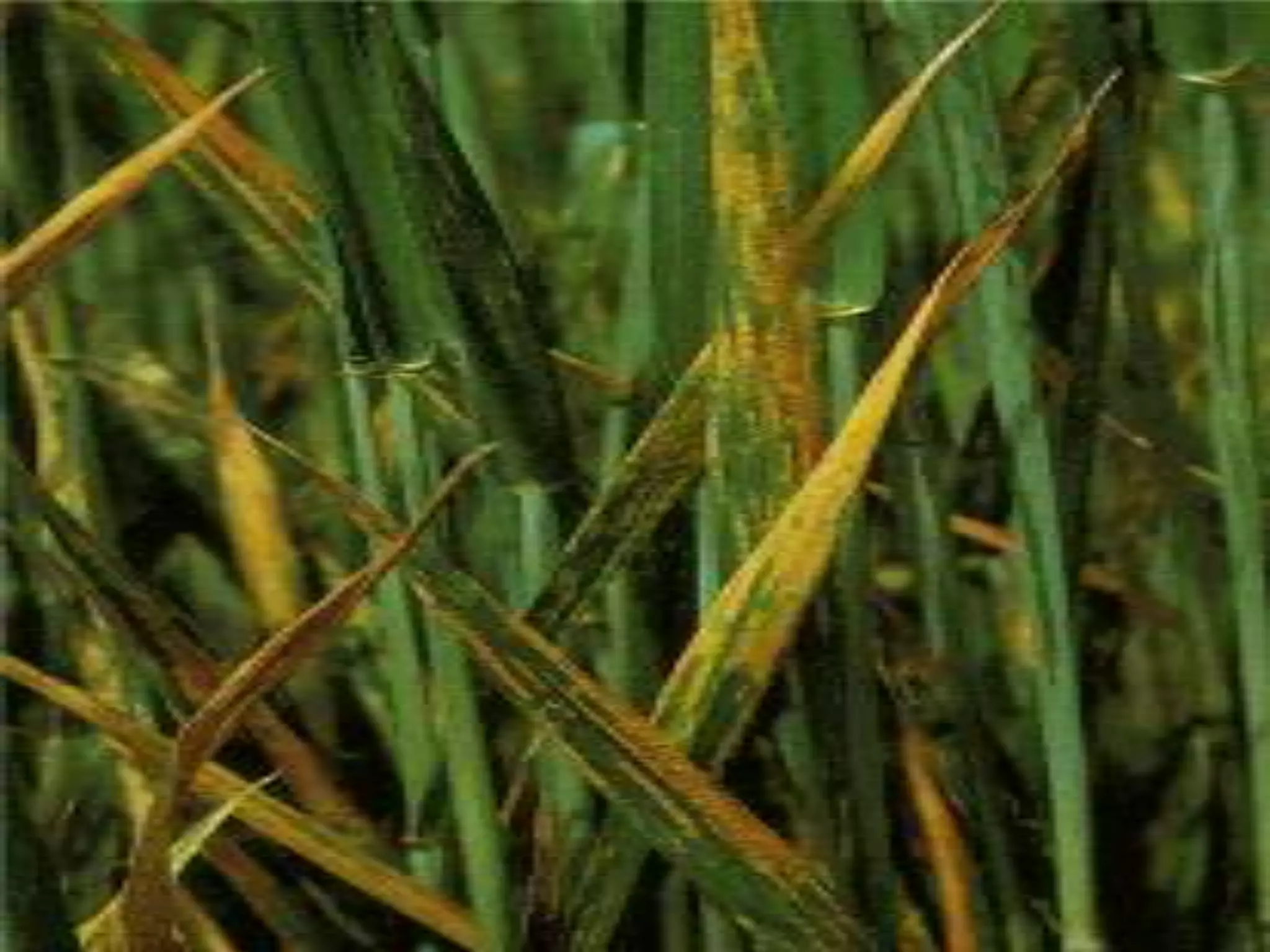 Wheat Rust Latest | PPT