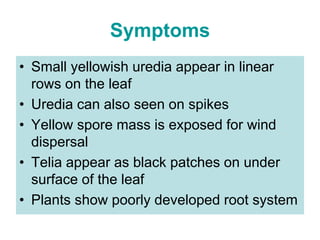 Wheat Rust Latest | PPT | Gardening | Home & Garden