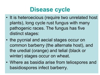 Wheat Rust Latest | PPT | Gardening | Home & Garden