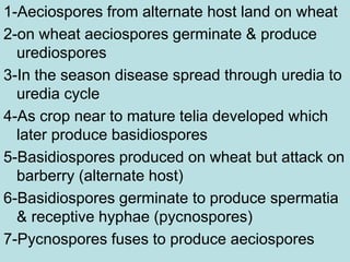 Wheat Rust Latest | PPT