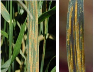 Wheat Rust Latest | PPT | Gardening | Home & Garden
