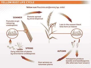 Wheat Rust Latest | PPT