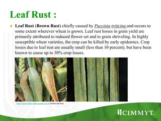 Wheat rusts | PPTX