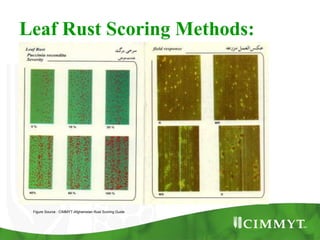Wheat rusts | PPTX