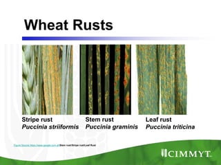 Wheat rusts | PPTX