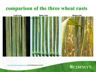 Wheat rusts | PPTX