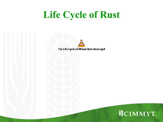 Wheat rusts | PPTX