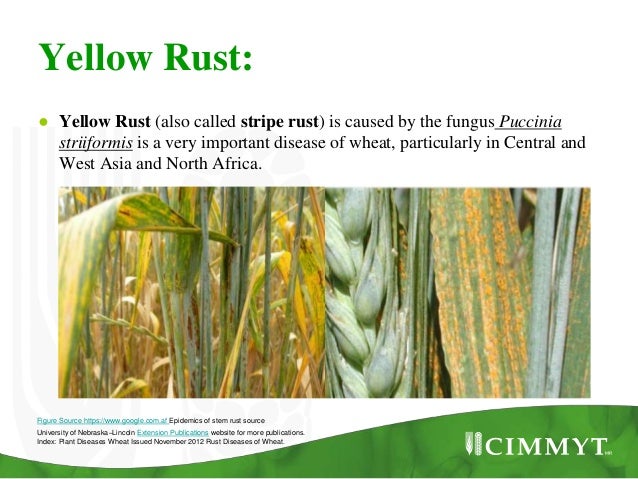 Wheat rusts