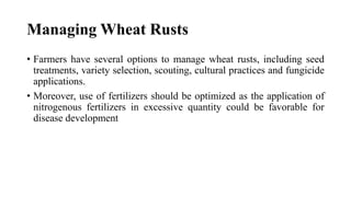 Wheat Rusts Management Strategies.pptx