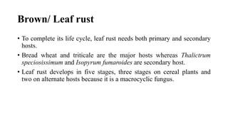 Wheat Rusts Management Strategies.pptx