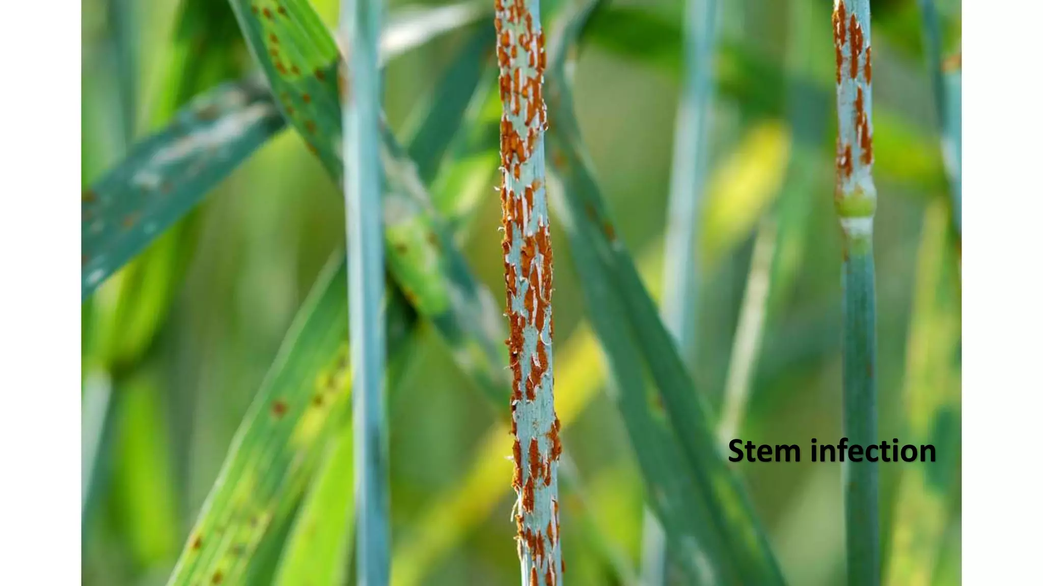 Wheat stem rust | PPTX