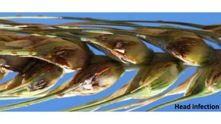 Wheat stem rust | PPTX