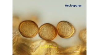 Wheat stem rust | PPTX