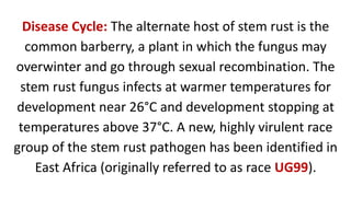 Wheat stem rust | PPTX