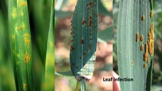 Wheat stem rust | PPTX