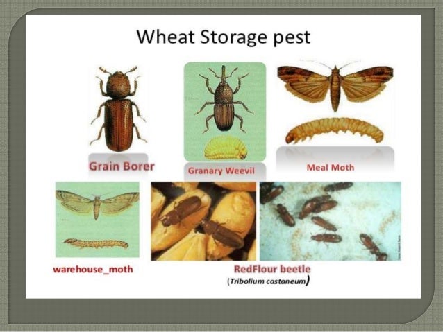 Wheat storage insects A Lecture By Mr Allah Dad Khan
