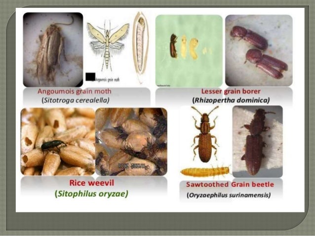 Wheat storage insects A Lecture By Mr Allah Dad Khan