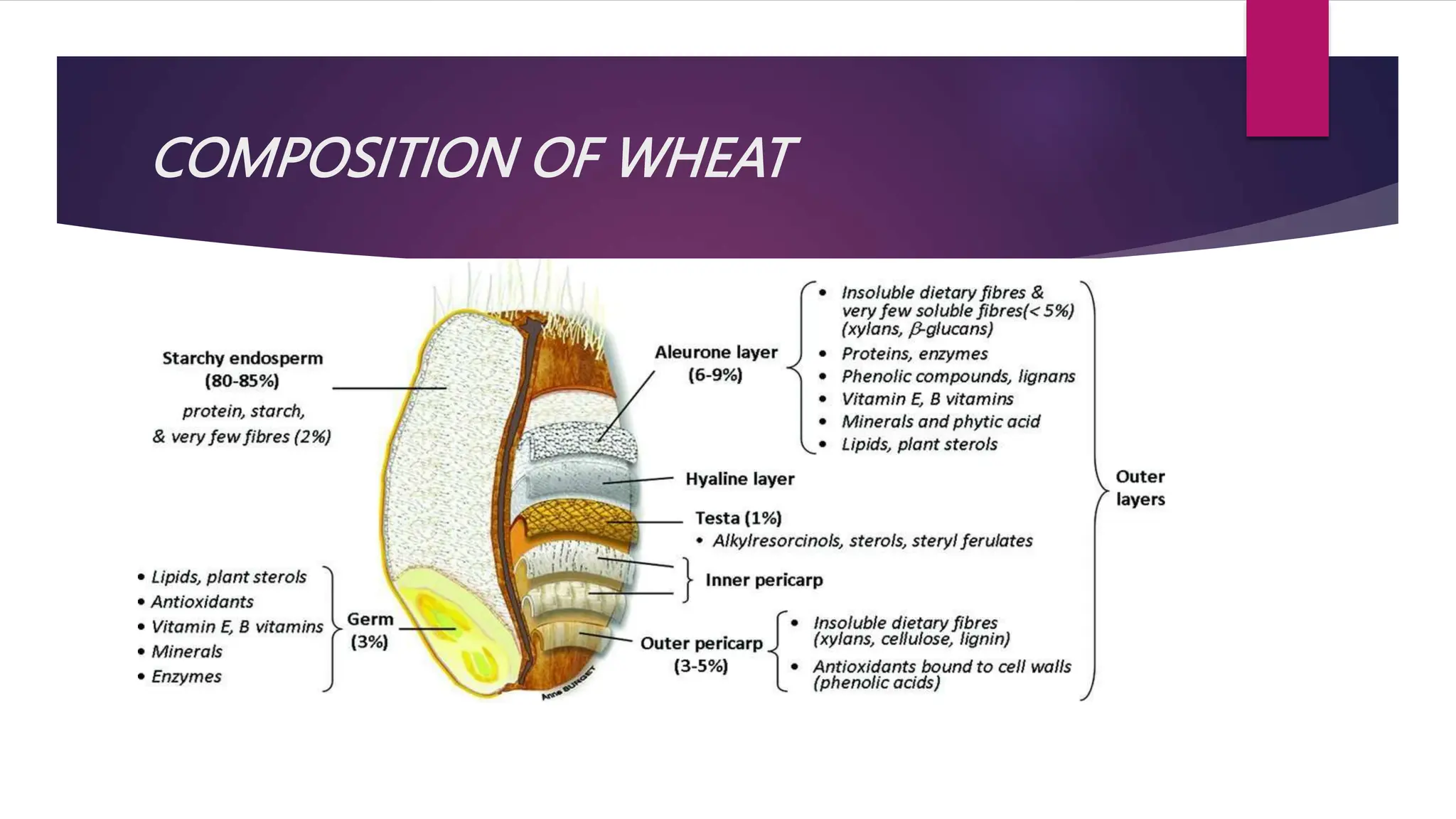 Wheat structure and composition nn_053717.pptx