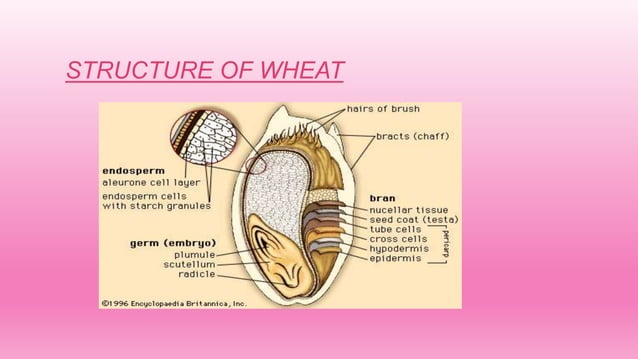 Wheat structure and composition nn_053717.pptx | Nutrition | Healthy Living