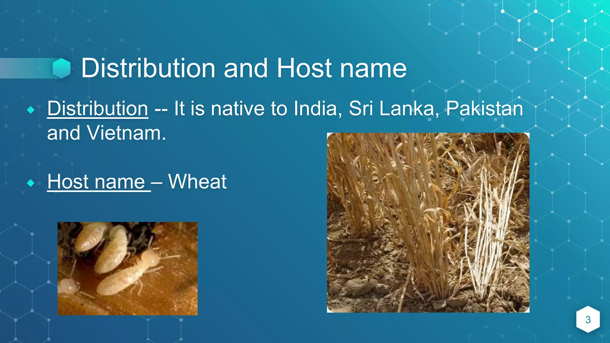 Wheat termites - Distribution ,host Range ,life cycle ,types , damage ...