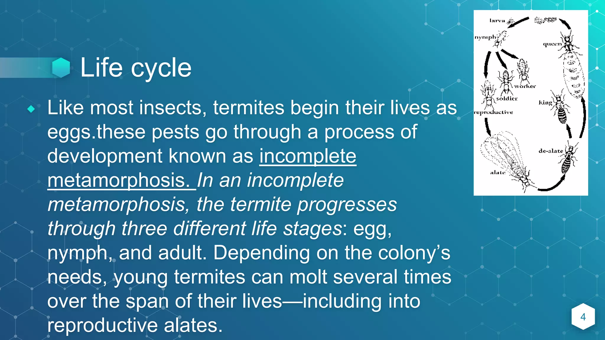 Wheat termites - Distribution ,host Range ,life cycle ,types , damage ...