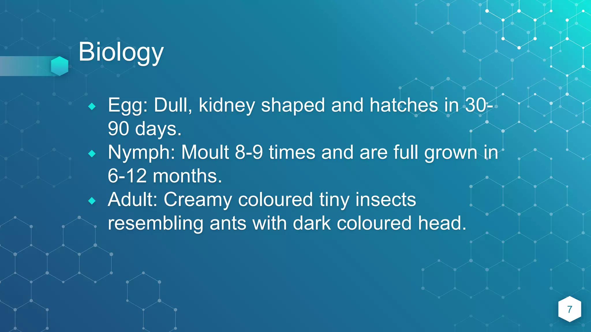 Wheat termites - Distribution ,host Range ,life cycle ,types , damage ...