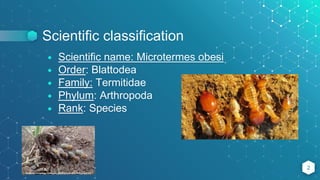 Wheat termites - Distribution ,host Range ,life cycle ,types , damage ...