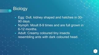 Wheat termites - Distribution ,host Range ,life cycle ,types , damage ...