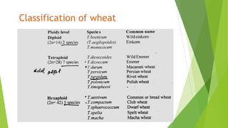 Wheat crop , package of practice by Mehboob latief. | PPTX