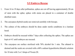 Wide hybridization (Wheat x Maize) | PPTX