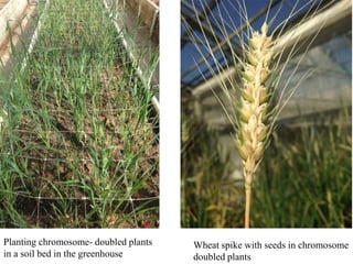 Wide hybridization (Wheat x Maize) | PPTX