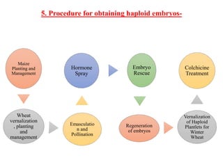 Wide hybridization (Wheat x Maize) | PPTX