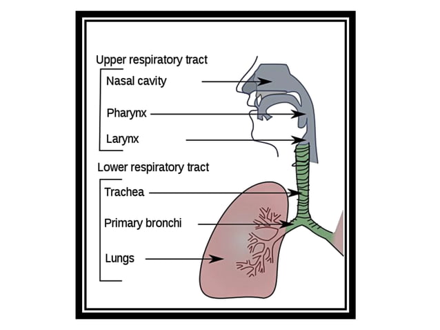 Wheezing and noisy breathing seminar | PPTX