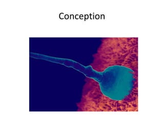 When Does Life Begin | PPT