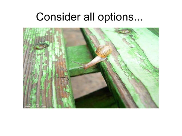 Learning Perseverance From A Snail | PPT