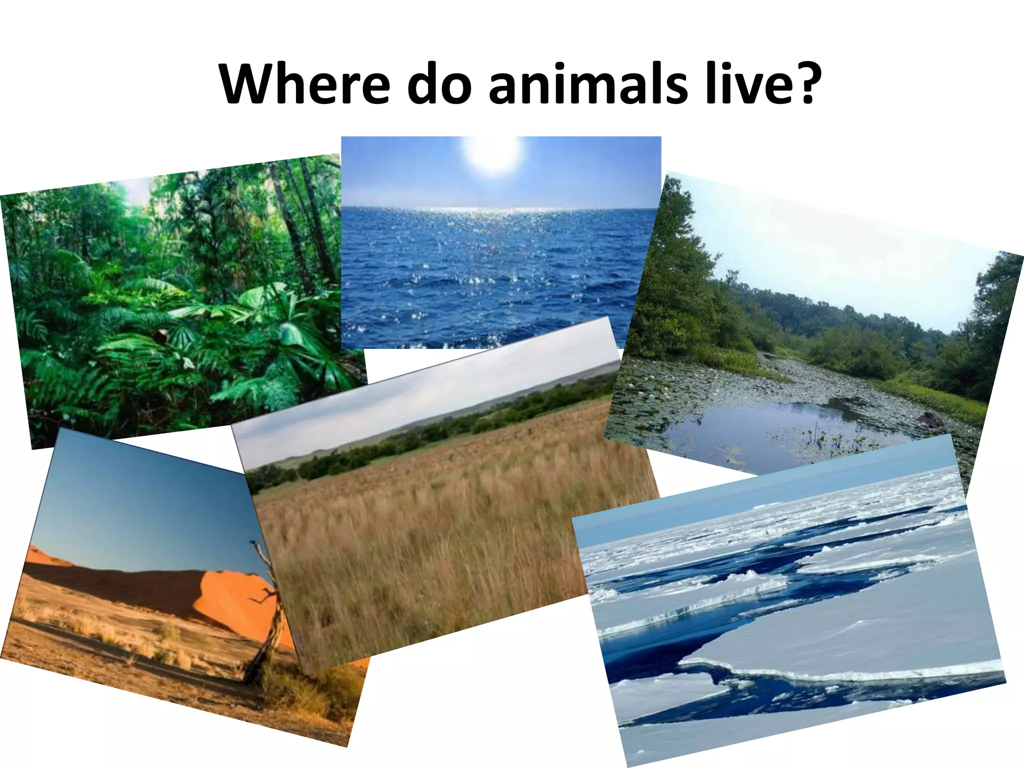 Where do animals live | PPTX