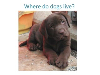 Where do animals live | PPTX