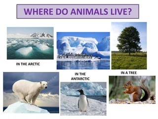Where do animals live | PPTX