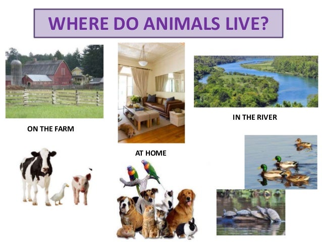 Where do animals live