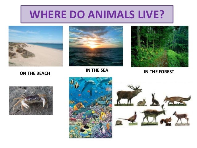 Where do animals live